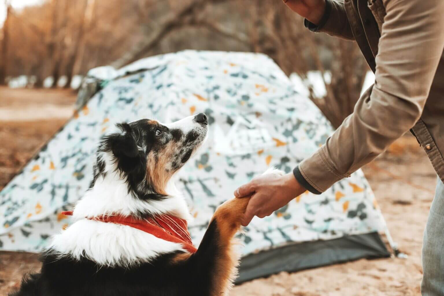 The 5 Best Pop Up Dog Tents Of 2025 | Keep Your Dog Safe